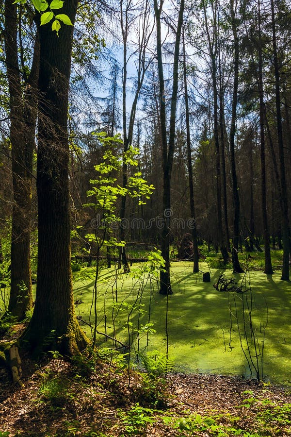 Forest Landscape Panorama View Swamp Trees Forest Stock Image - Image ...