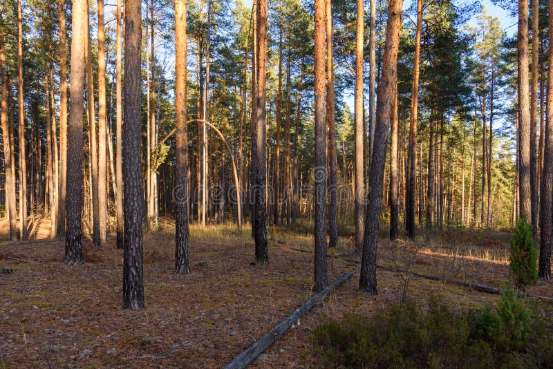 Forest Landscape. Pine Forest in Russia Stock Photo - Image of ...