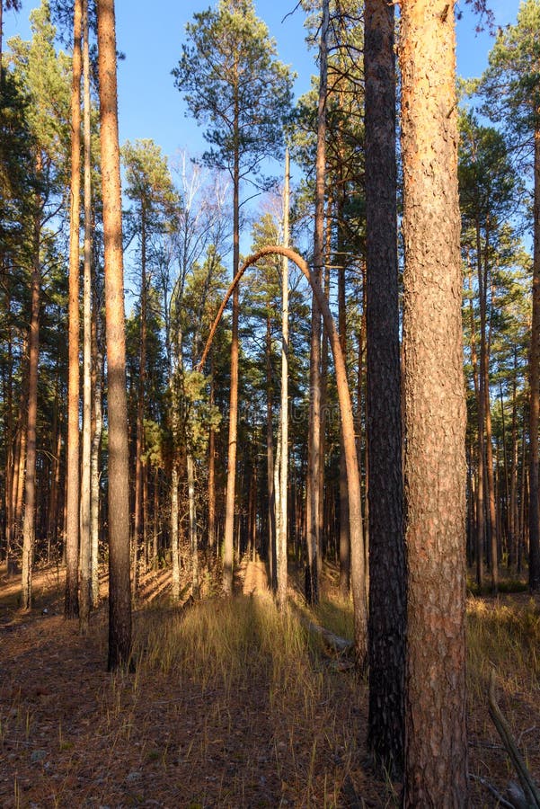 Forest Landscape. Pine Forest in Russia Stock Image - Image of autumn ...