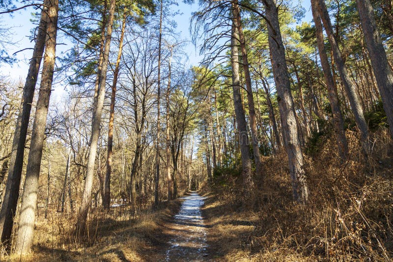 Forest Landscape Pine Forest, Selective Focus, Path in the Forest Stock ...
