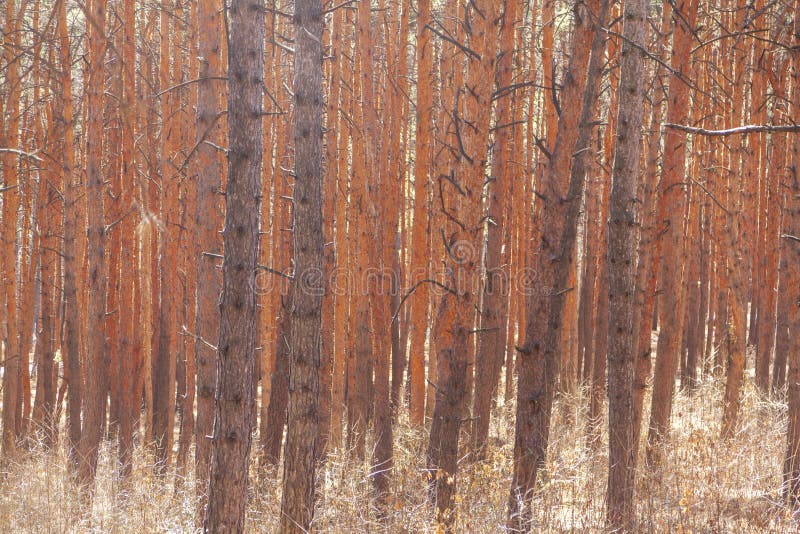 Forest Landscape Pine Forest, Selective Focus, Path in the Forest Stock ...