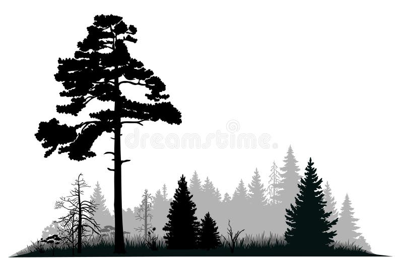 Forest Landscape, Pine Tree Silhouettes. Stock Vector - Illustration of ...