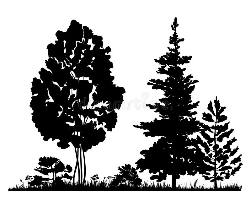 Forest Landscape, Pine Tree Silhouettes. Stock Illustration ...