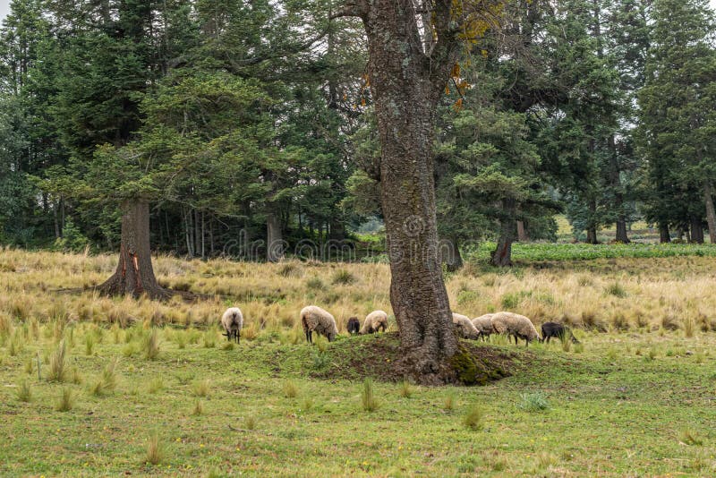Forest Landscape with Pine Trees and Sheep Stock Image - Image of ...