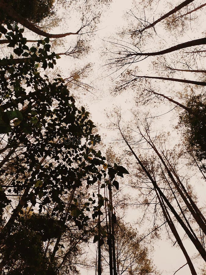 Forest landscape potrait stock image. Image of beauty - 228689071