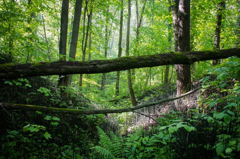 Forest Landscape, Ravine in the Woods with a Fallen Tree on the ...