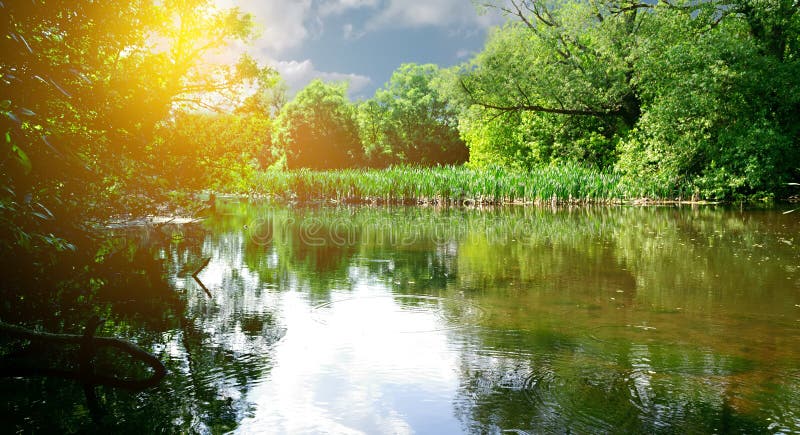 Forest Landscape and River Bank in the Rays of the Bright Spring Sun ...