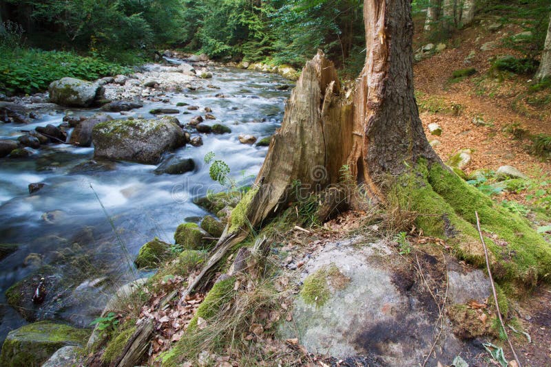 Forest Landscape with River Stock Image - Image of tree, summer: 52042535