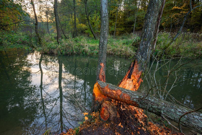 Forest Landscape with Riverside Trees Freshly Damaged by Beaver Stock ...