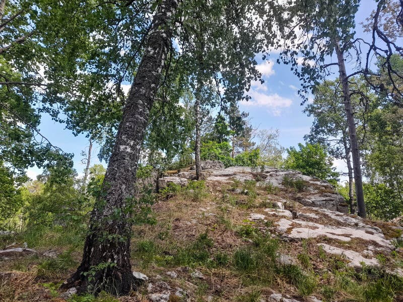 Forest Landscape with Rocky Hillside. Trees Rocky Hillside Stock Photo - Image of plain ...