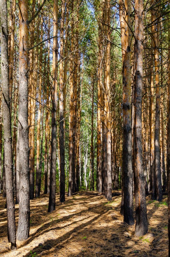 Forest Landscape. Rows of Pine Trees. Path between Trunks of Pine Trees ...