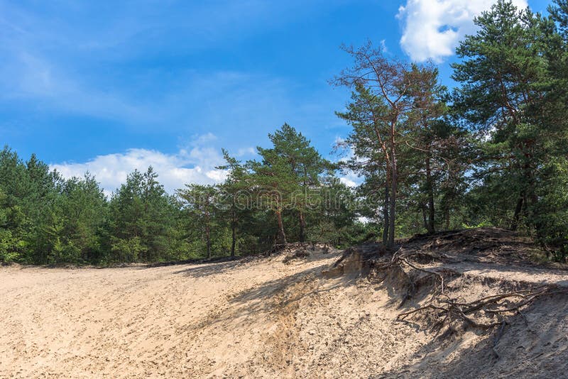 Forest Landscape with Sandy Ground Stock Image - Image of sand ...