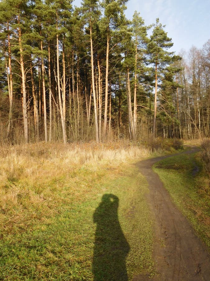 Forest Landscape and Shadow of the Photographer, Pine Trees Stock Image ...