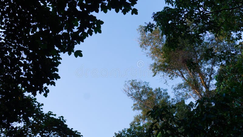 Forest with Trees and Blue and Clean Sky Stock Image - Image of autumn ...