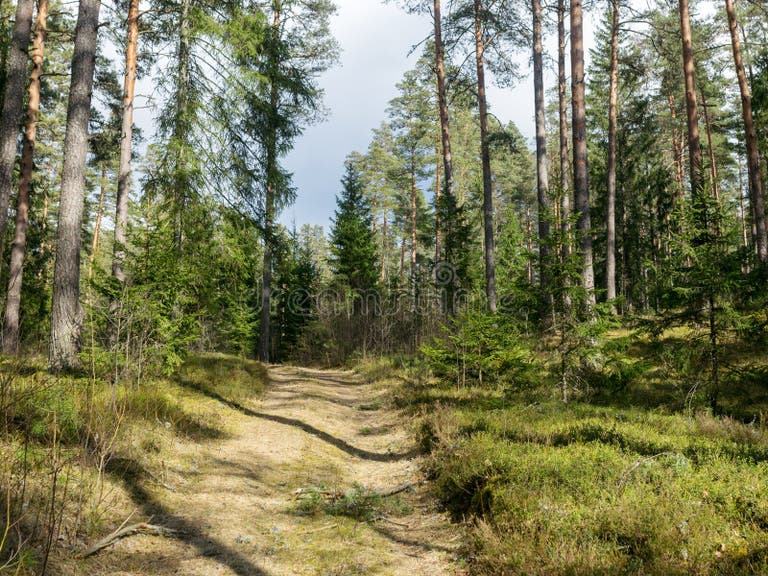 Forest Landscape with a Simple Forest Road Stock Image - Image of grass ...