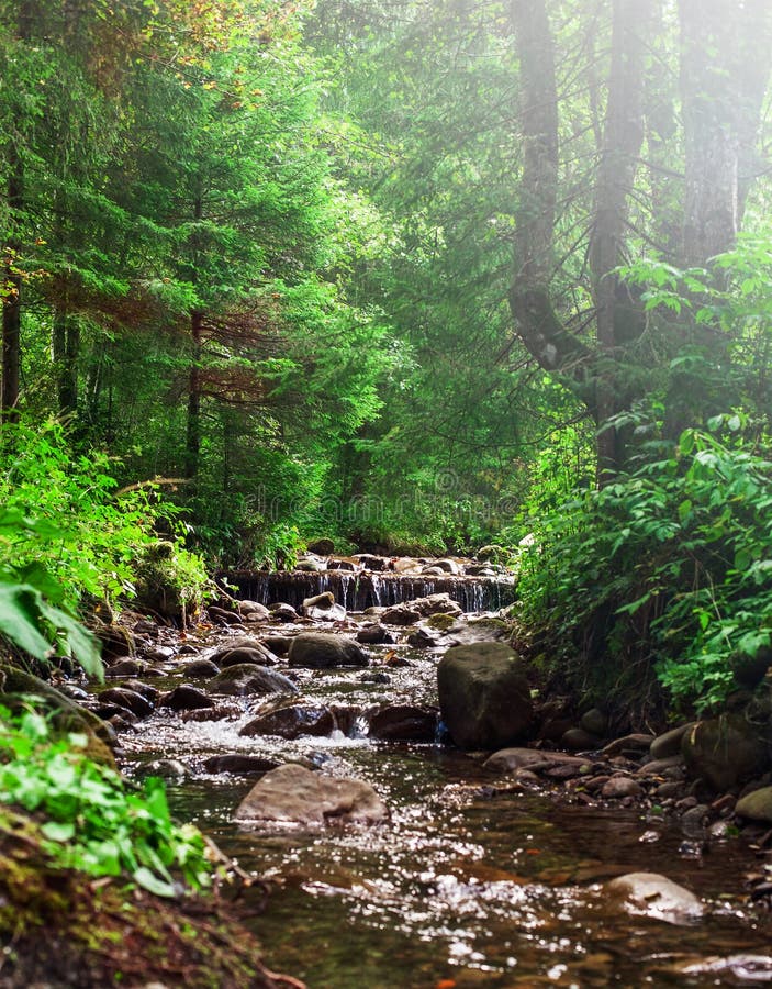 Forest Landscape with a Small River in the Thick of the Forest. Stock ...