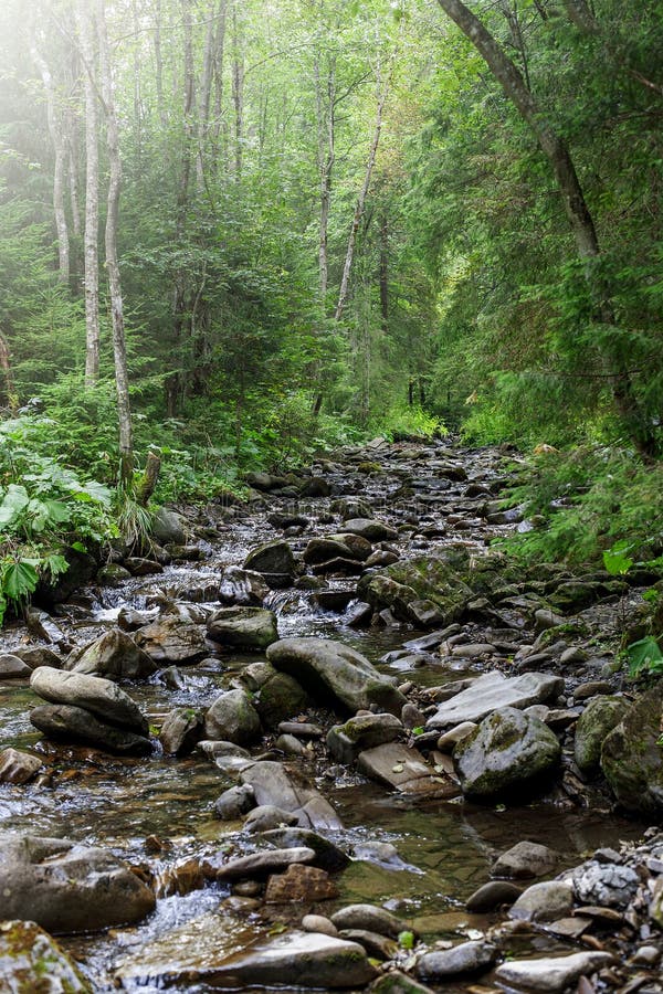 Forest Landscape with a Small River in the Thick of the Forest. Stock ...
