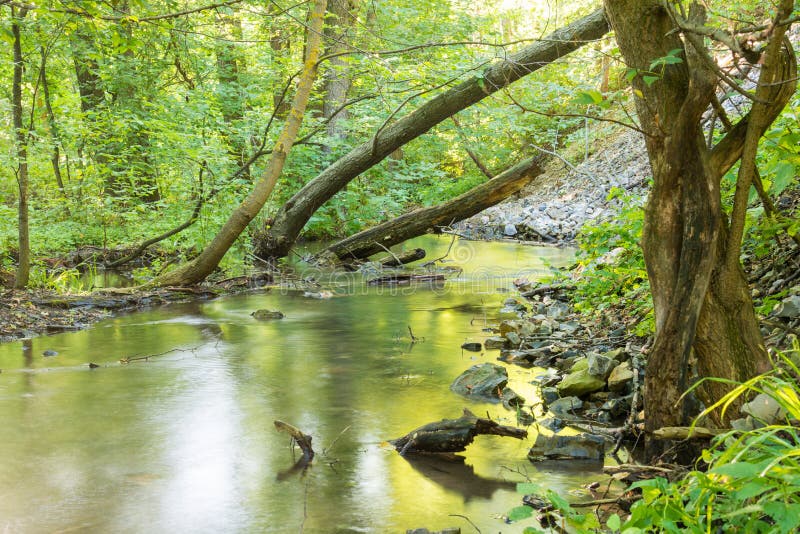 Forest Landscape with Small Stream and Fallen Trees Stock Image - Image ...
