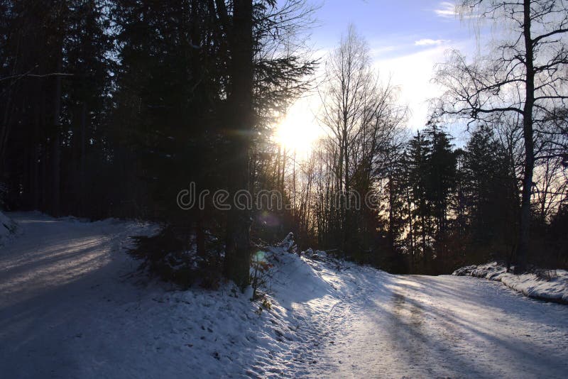Forest Landscape with Snowy Paths in the Winter Stock Photo - Image of ...