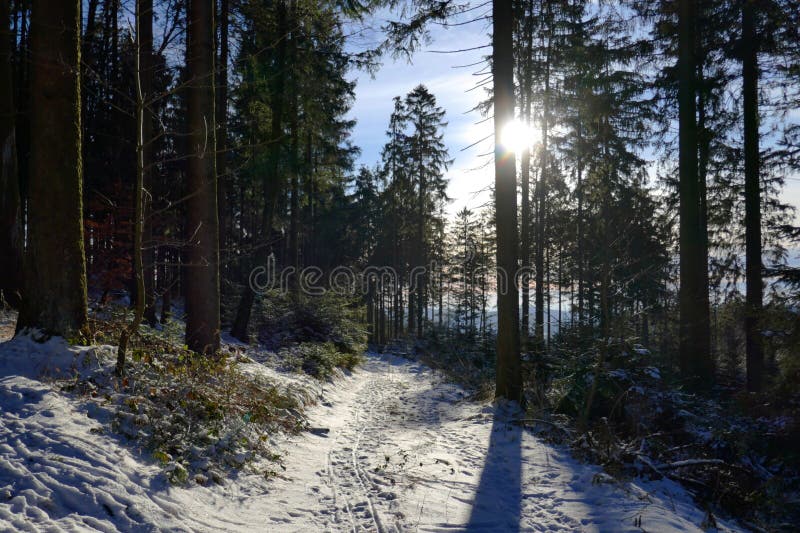 Forest Landscape with Snowy Paths in the Winter Stock Photo - Image of ...
