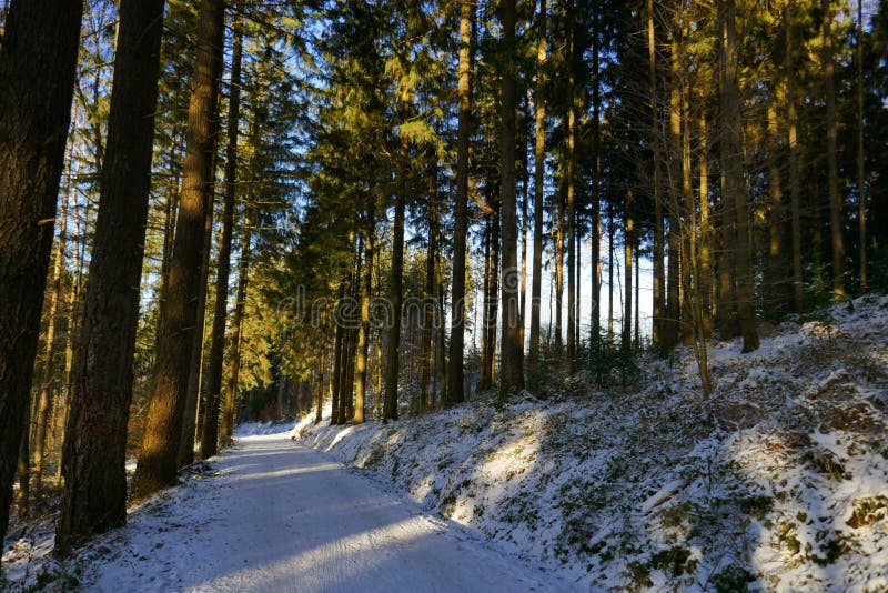 Forest Landscape with Snowy Paths in the Winter Stock Image - Image of ...