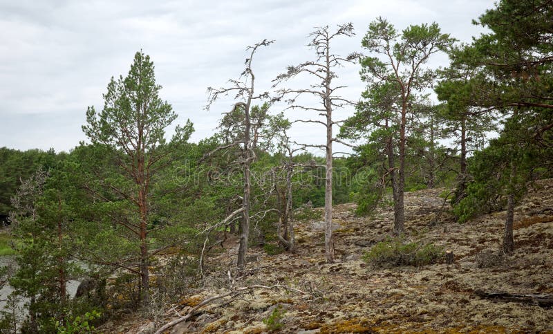 Forest Landscape with Sparse Trees on a Cloudy Day Stock Image - Image ...