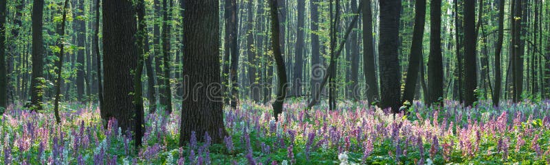 Forest Landscape with Spring Flowers Stock Photo - Image of bloom ...