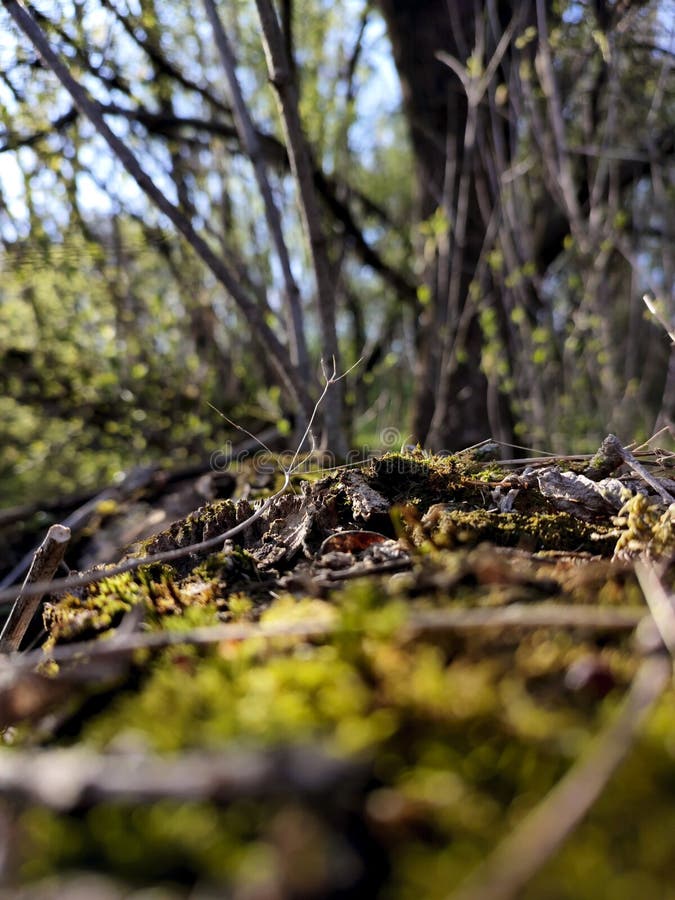 Spring Forest Landscape. Soil in the Forest Under the Trees Stock Image ...