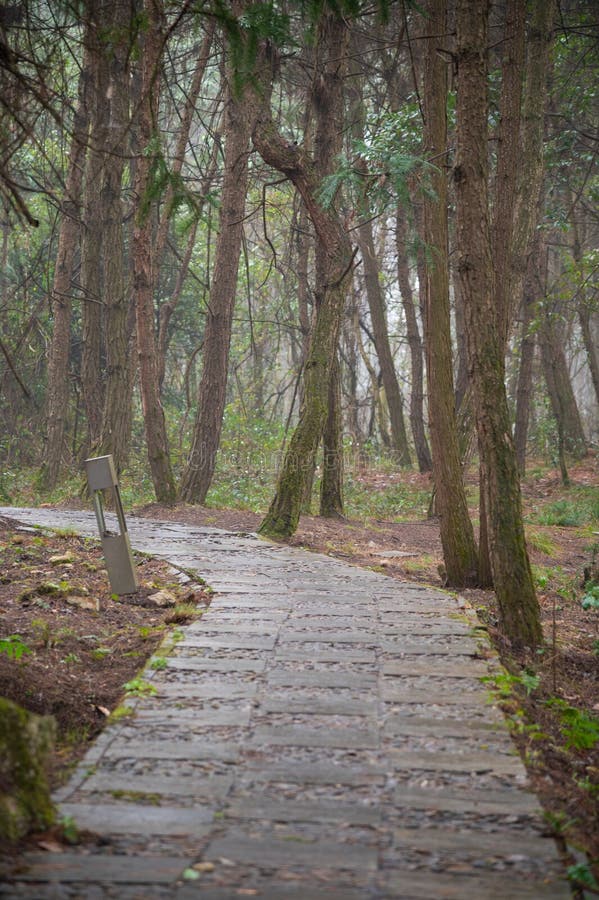 Forest Landscape with Stone Walking Path Stock Photo - Image of ...