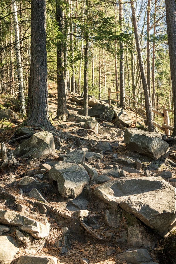 Forest Landscape with Stones on the Whole Frame Stock Image - Image of ...