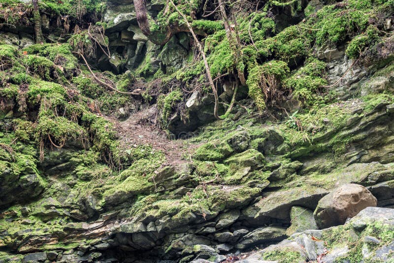 Forest Landscape with Stones on the Whole Frame Stock Photo - Image of ...