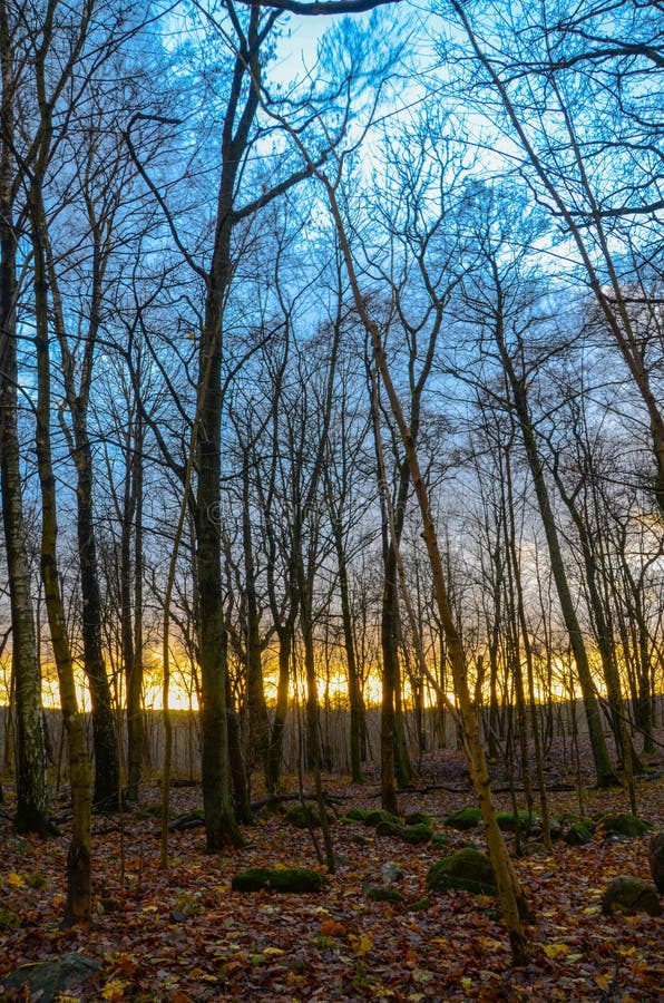 Forest Landscape during Sunset Stock Image - Image of golden, lights ...