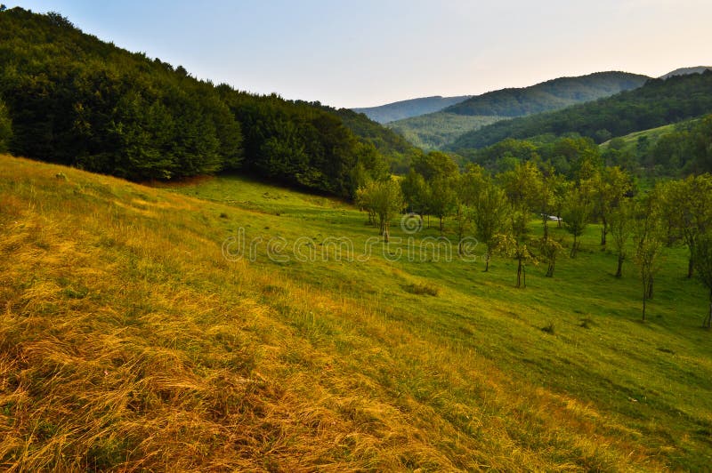 Forest landscape stock image. Image of sunset, nature - 95079277