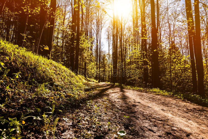 Forest Landscape with Tall Trees in the Sunlight. Low Angle View of ...