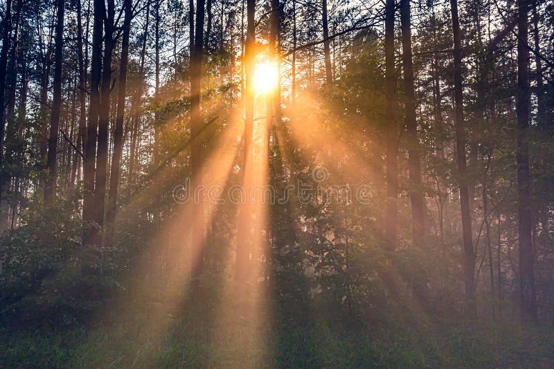 Forest Landscape with Thick Fog and Light Rays Stock Image - Image of ...