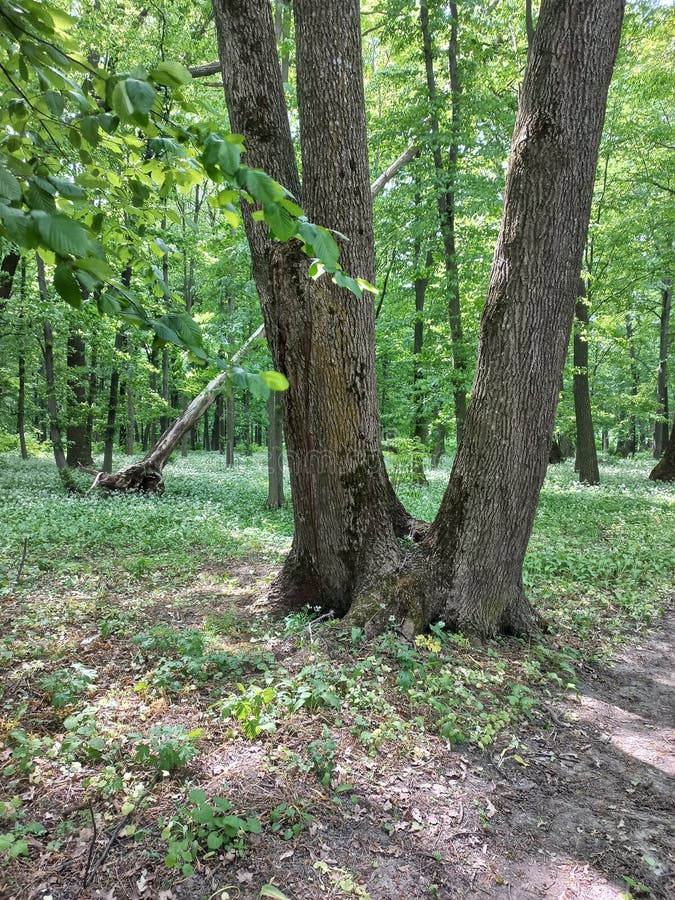 Forest Landscape. Three Trees from One. Stock Image - Image of green ...