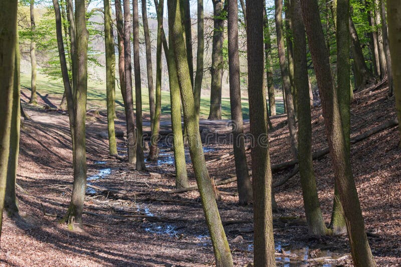 Forest Landscape. Tree Trunks by the Stream Stock Photo - Image of ...