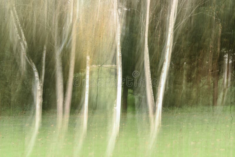 Forest Landscape with Trees Blurred by Intentional Camera Movement ...