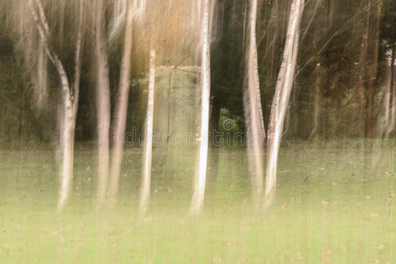 Forest Landscape with Trees Blurred by Intentional Camera Movement ...