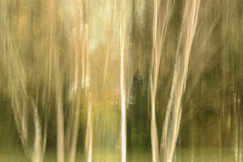 Forest Landscape with Trees Blurred by Intentional Camera Movement ...