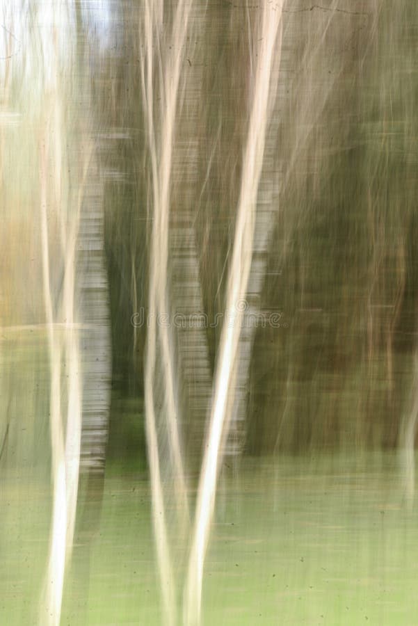 Forest Landscape with Trees Blurred by Intentional Camera Movement ...
