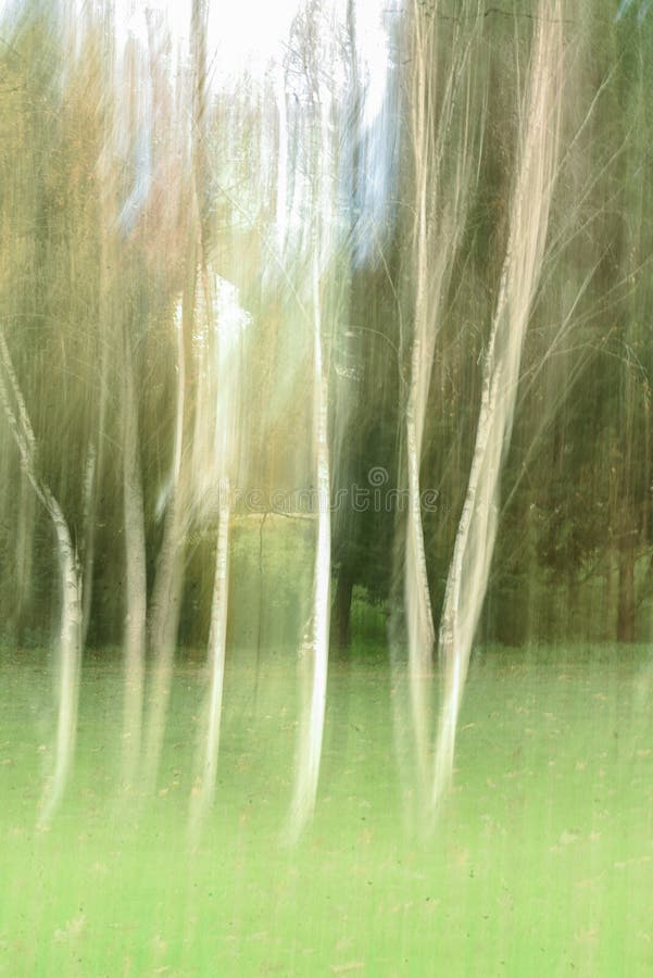 Forest Landscape with Trees Blurred by Intentional Camera Movement ...