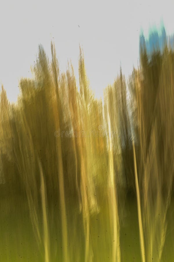 Forest Landscape with Trees Blurred by Intentional Camera Movement ...