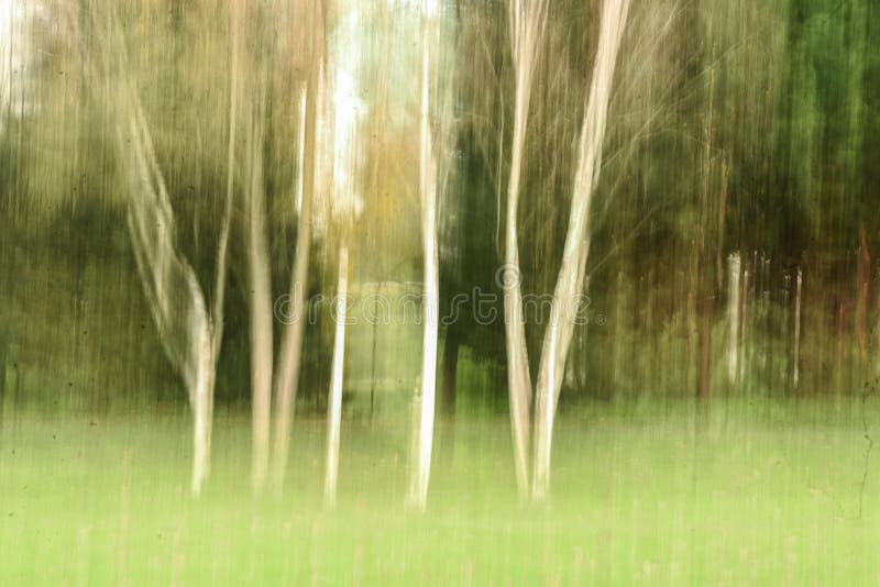 Forest Landscape with Trees Blurred by Intentional Camera Movement ...