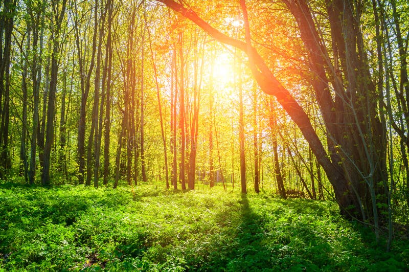 Forest Landscape - Forest Trees with Grass on the Foreground and Sunset ...