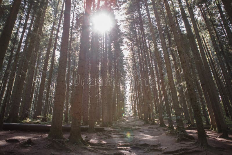 Forest Landscape, Trees and Narrow Path Lit by Soft Sunrise Light ...