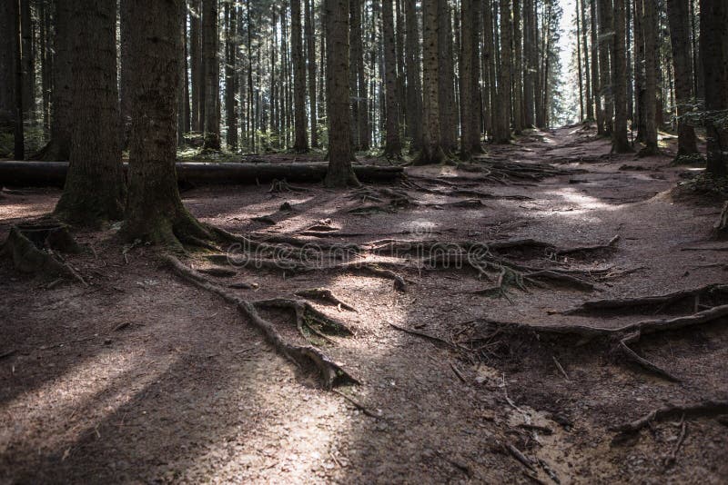 Forest Landscape, Trees and Narrow Path Lit by Soft Sunrise Light ...