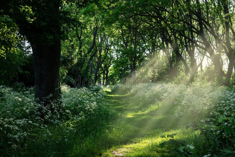 Forest Landscape with Trees and Path in Sun Rays, Summer Park, Nature ...