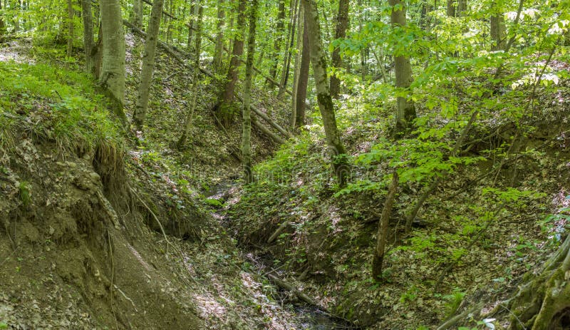Forest Landscape. Trees on the Slopes of the Ravine Stock Photo - Image ...