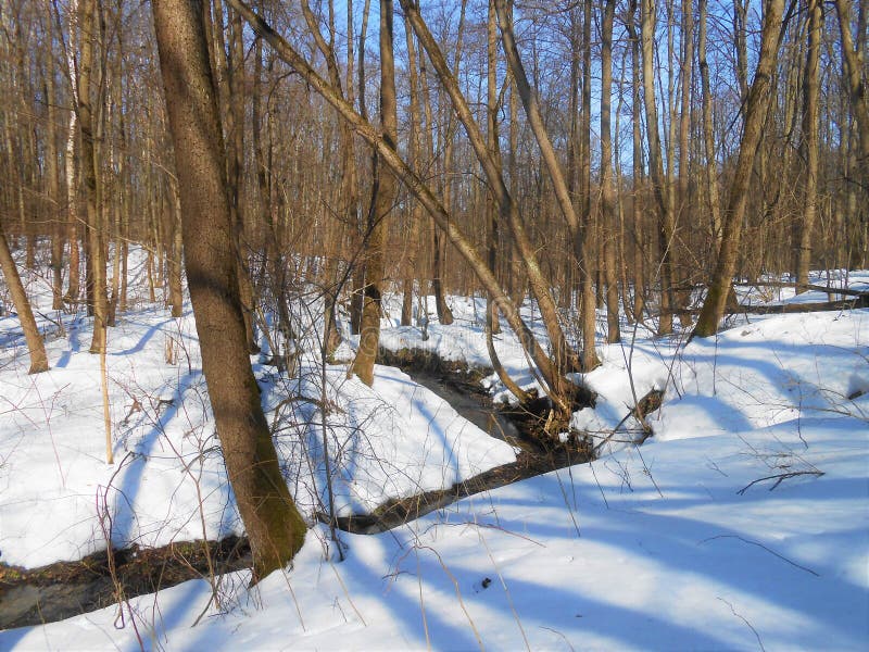 Forest Landscape with Trees in Start of Spring with Running Stream ...